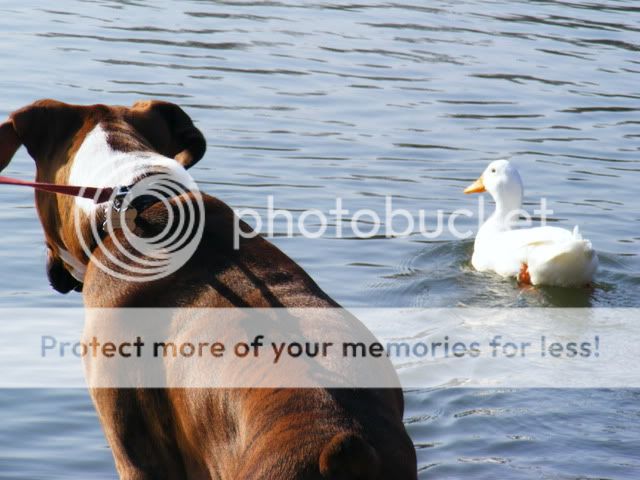 Pictures of Ty at the park | Boxer Breed Dog Forums