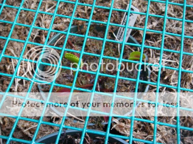 New red piranha! - Page 2 - FlyTrapCare Forums