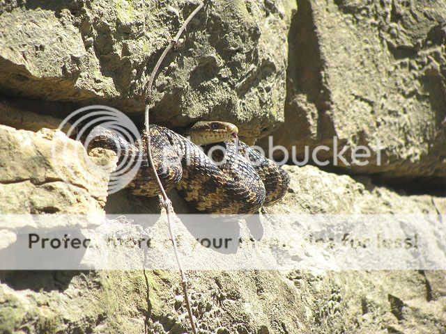 Minnesota Fox Snake Hibernation Den - Field Herp Forum