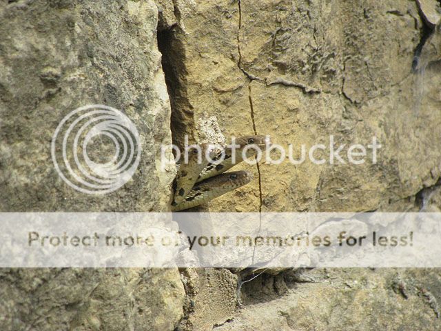 Minnesota Fox Snake Hibernation Den - Field Herp Forum