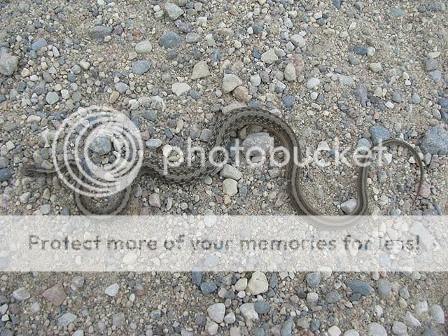 Sad Update on 2 Rescued Snakes... - Field Herp Forum