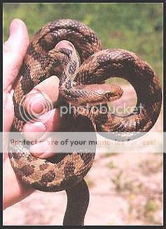 Minnesota Fox Snake breeding season. - Field Herp Forum