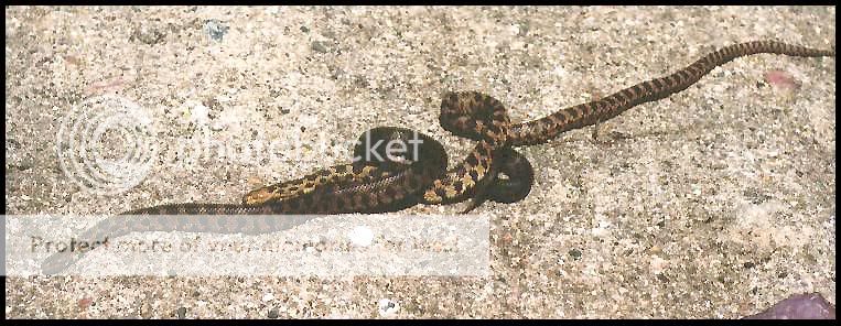 Minnesota Fox Snake breeding season. - Field Herp Forum