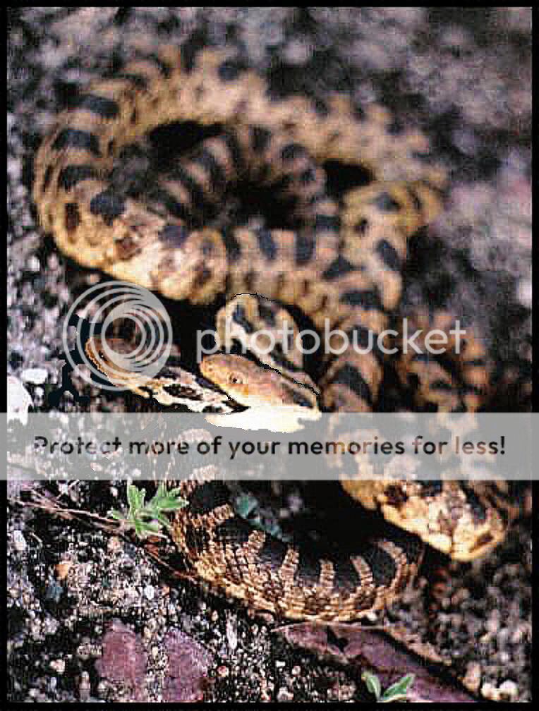 Minnesota Fox Snake breeding season. - Field Herp Forum
