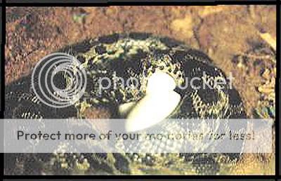 Minnesota Fox Snake breeding season. - Field Herp Forum