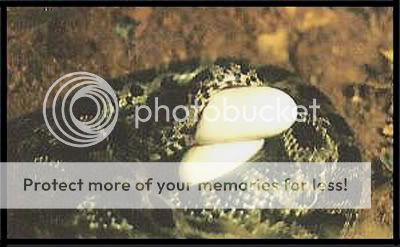 Minnesota Fox Snake breeding season. - Field Herp Forum