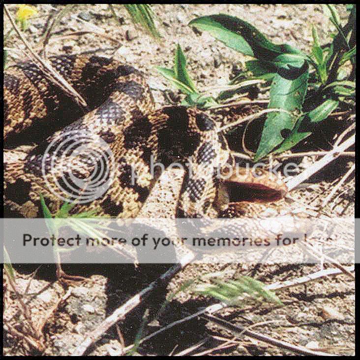 Minnesota Fox Snake breeding season. - Field Herp Forum