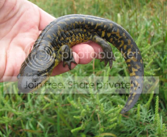Happy Salamandery Autumnal Equinox from Minnesota! - Field Herp Forum